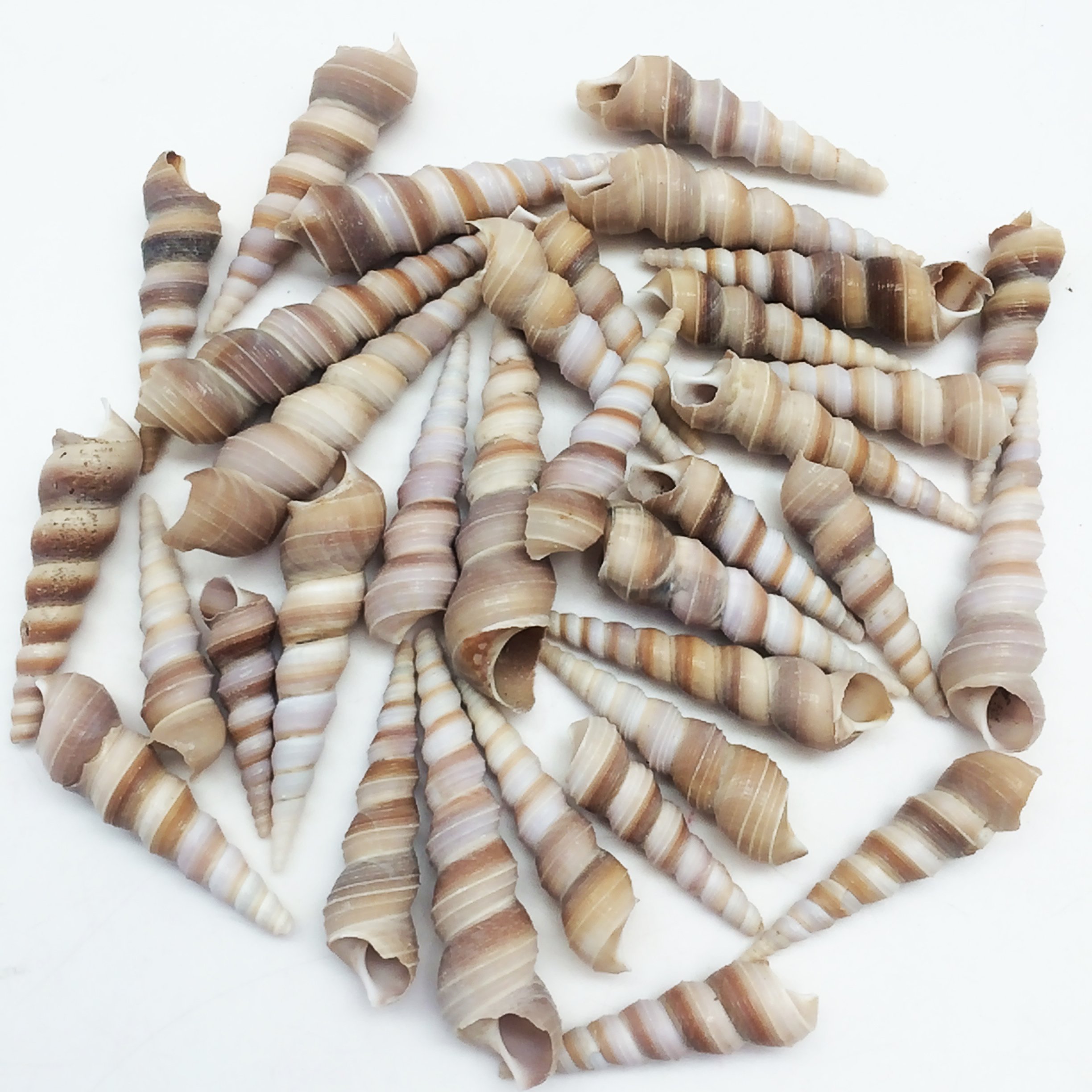 Amazon.com: PEPPERLONELY Medium Purple Turitella Sea Shells, 8 OZ ...