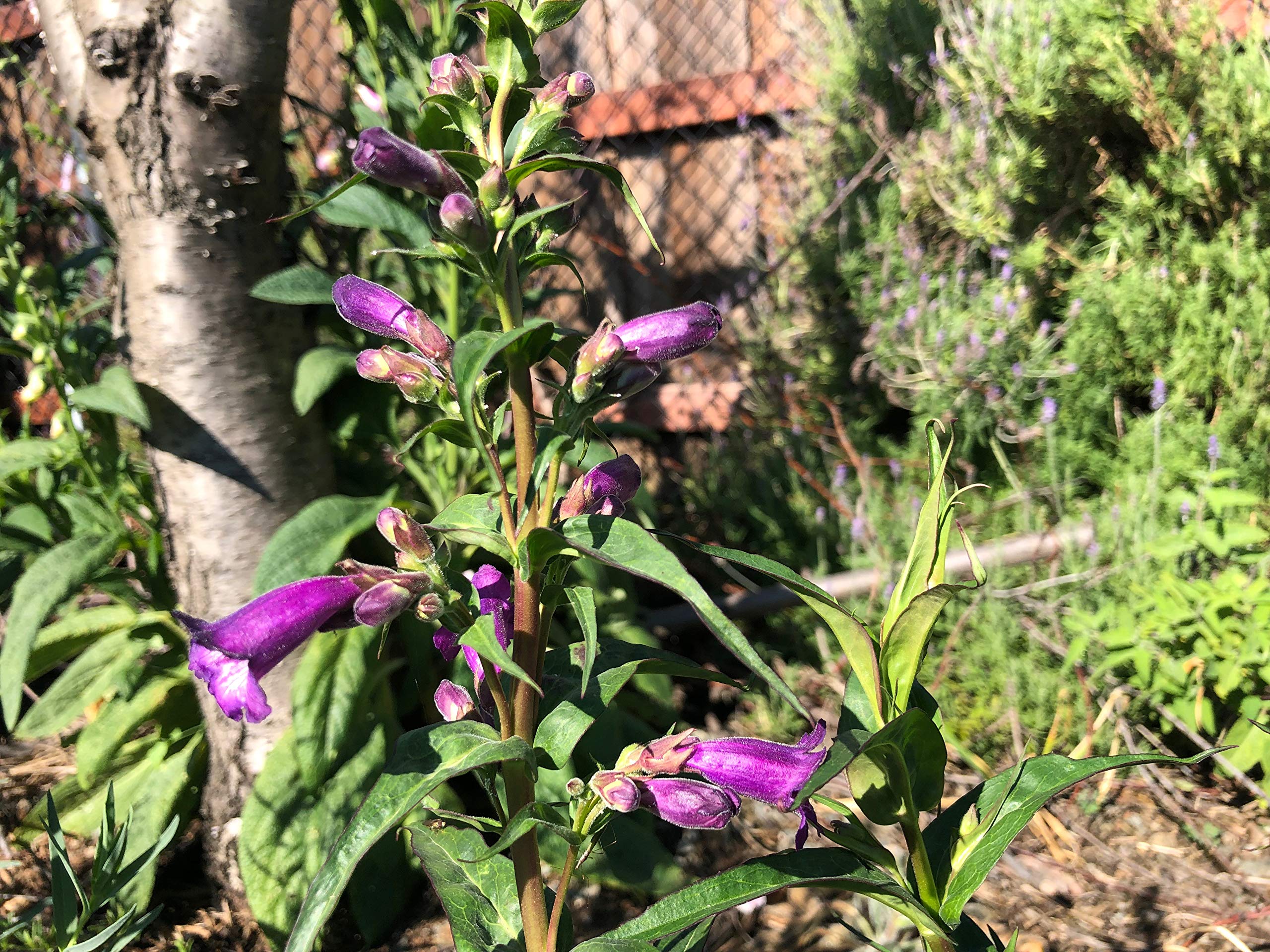 Penstemon Midnight Blue