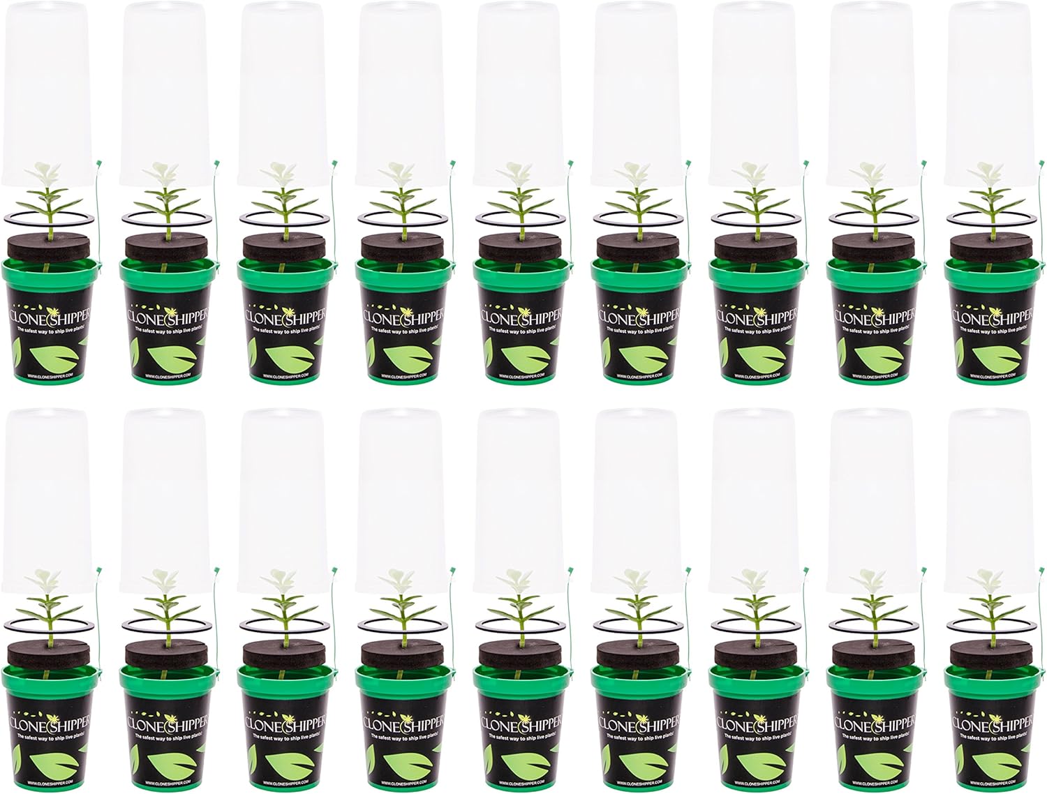 Amazon.com: Clone Shipper Classic Young Live Plant Seedling Clones ...