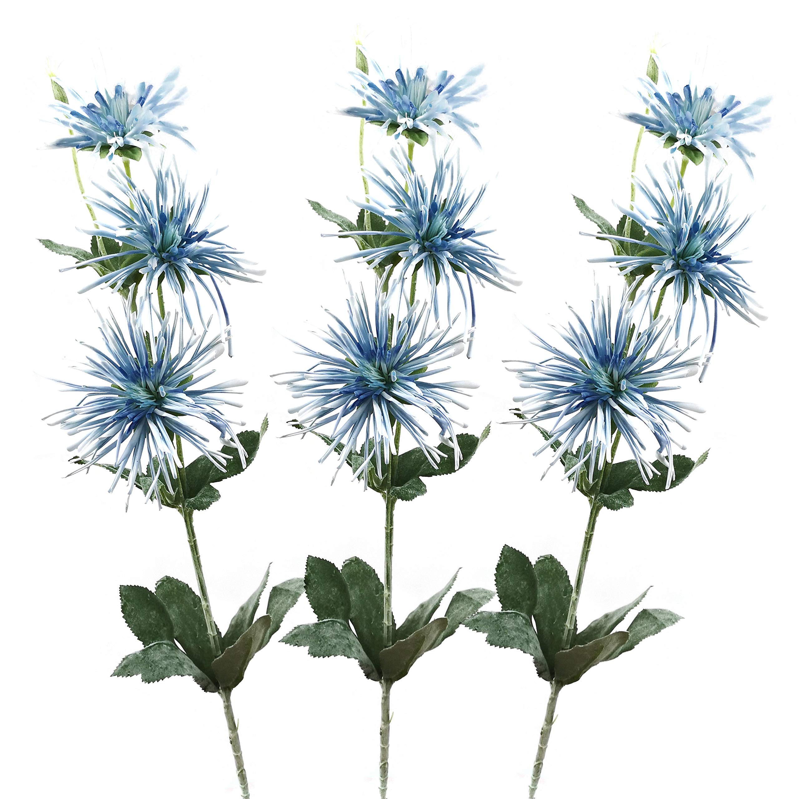 Blue Spider Flower