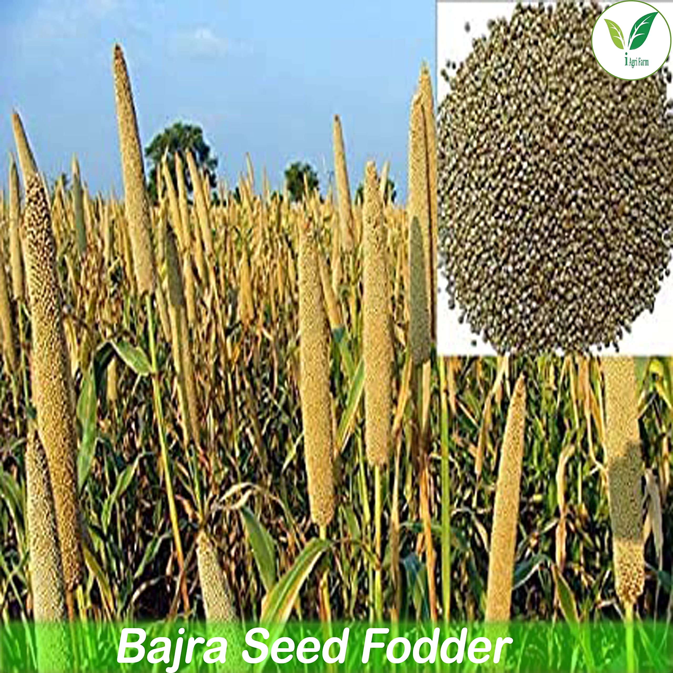 Bajra Crop