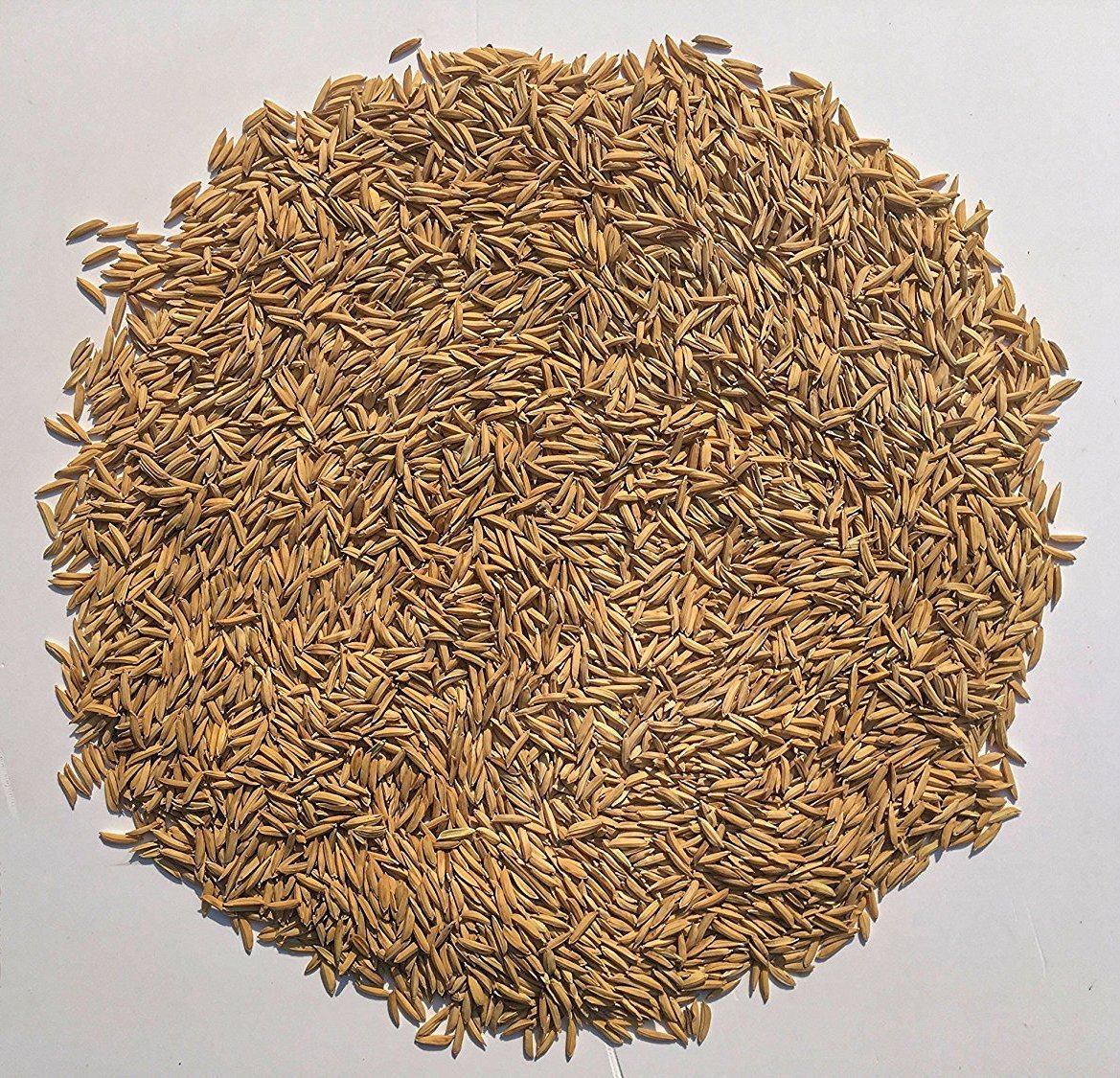 PUSA BASMATI - 1718 Variety Paddy/Rice 11 KG Seeds : Amazon.in: Garden ...