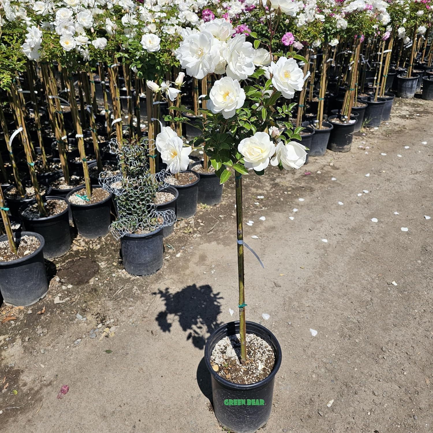 Amazon.com : Rose Tree 4-5 Feet | Live Flowering Tree for Outdoor ...