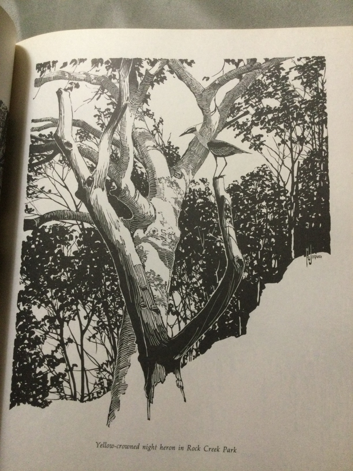 Francis Lee Jaques: Artist of the Wilderness World: Florence Page ...