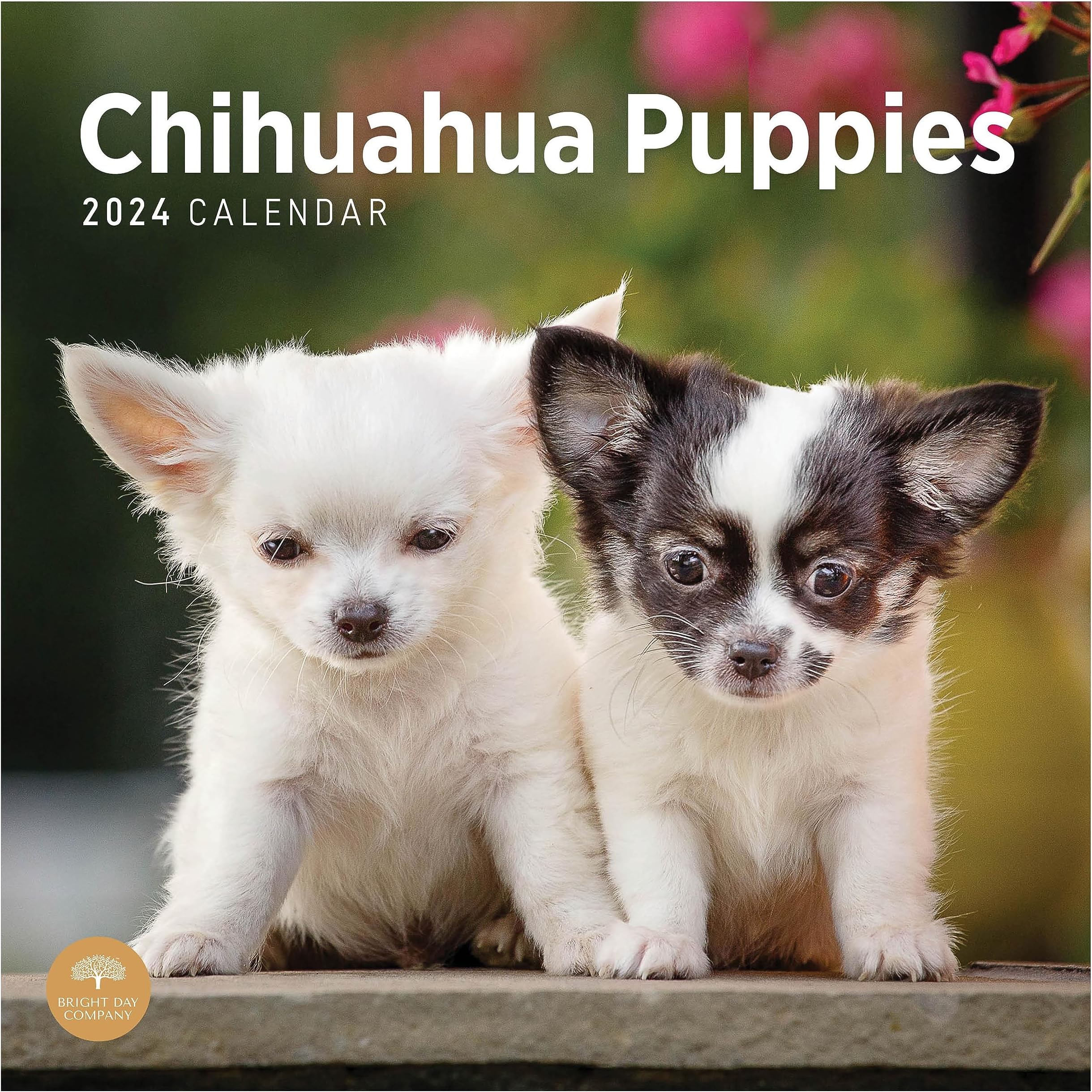 2024 Chihuahua Puppies Monthly Wall Calendar by Bright Day, 12 x 12 ...