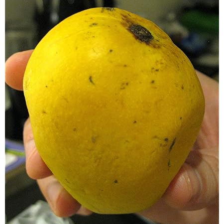 Royal Paradise Garden Rare Mango Fruit 1 Grafted Live Plant - Variety ...