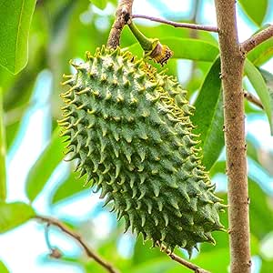 Amazon.com : TomorrowSeeds - Soursop Tree Seeds - 15+ Count - for 2025 Planting Graviola ...
