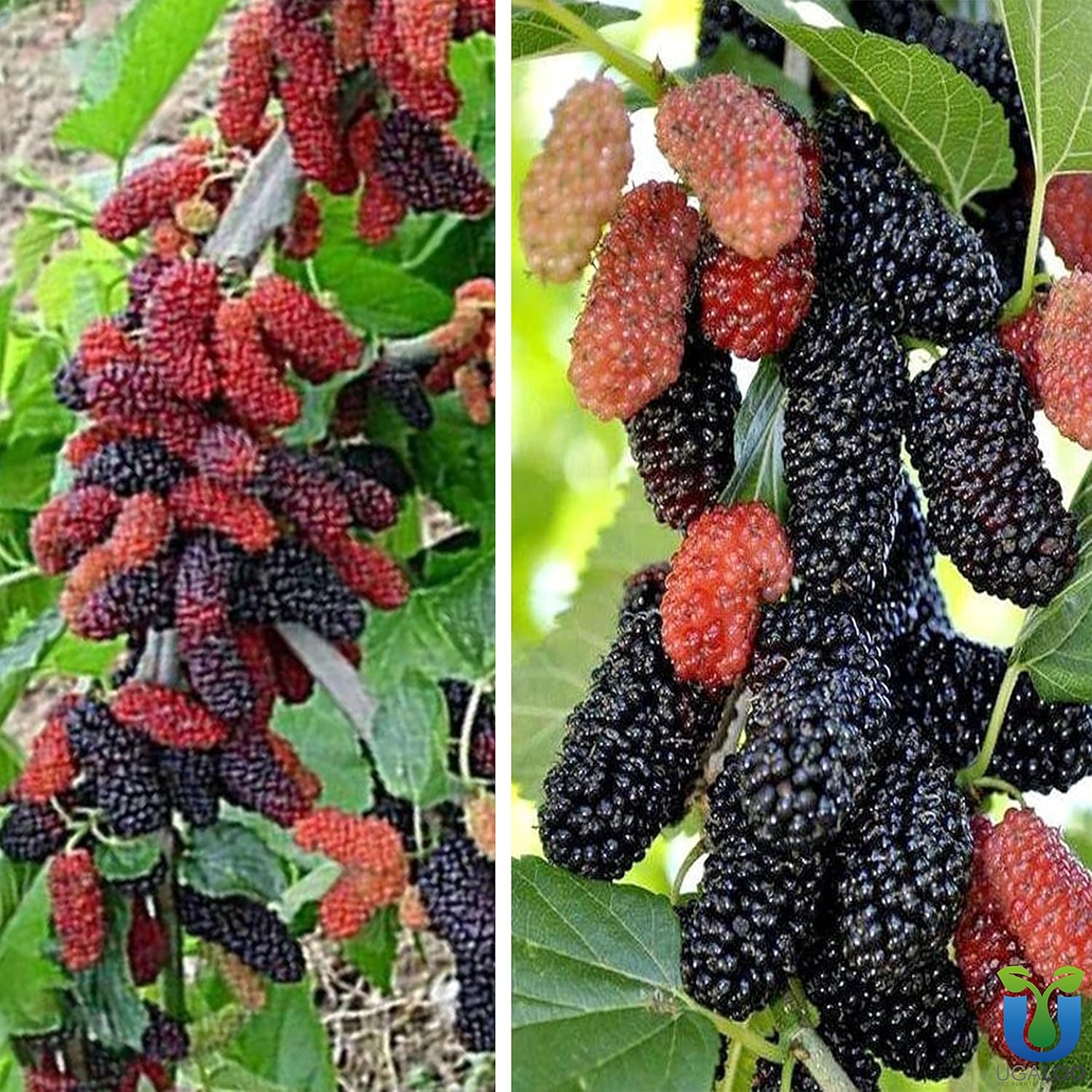 UGALOO® Live Red Small Shahtoot/Mulberry Fruit Plant With Pot-Outdoor ...
