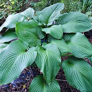 Hosta T-Rex - Real Outdoor Plants - Hardy Perennial Garden Plant ...