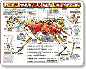 Design felino - The Cat's Body Systems - Uma tabela de anatomia de ...
