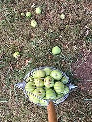 Amazon.com : Large Nut Wizard- Nut Picker Upper for Black Walnuts and ...