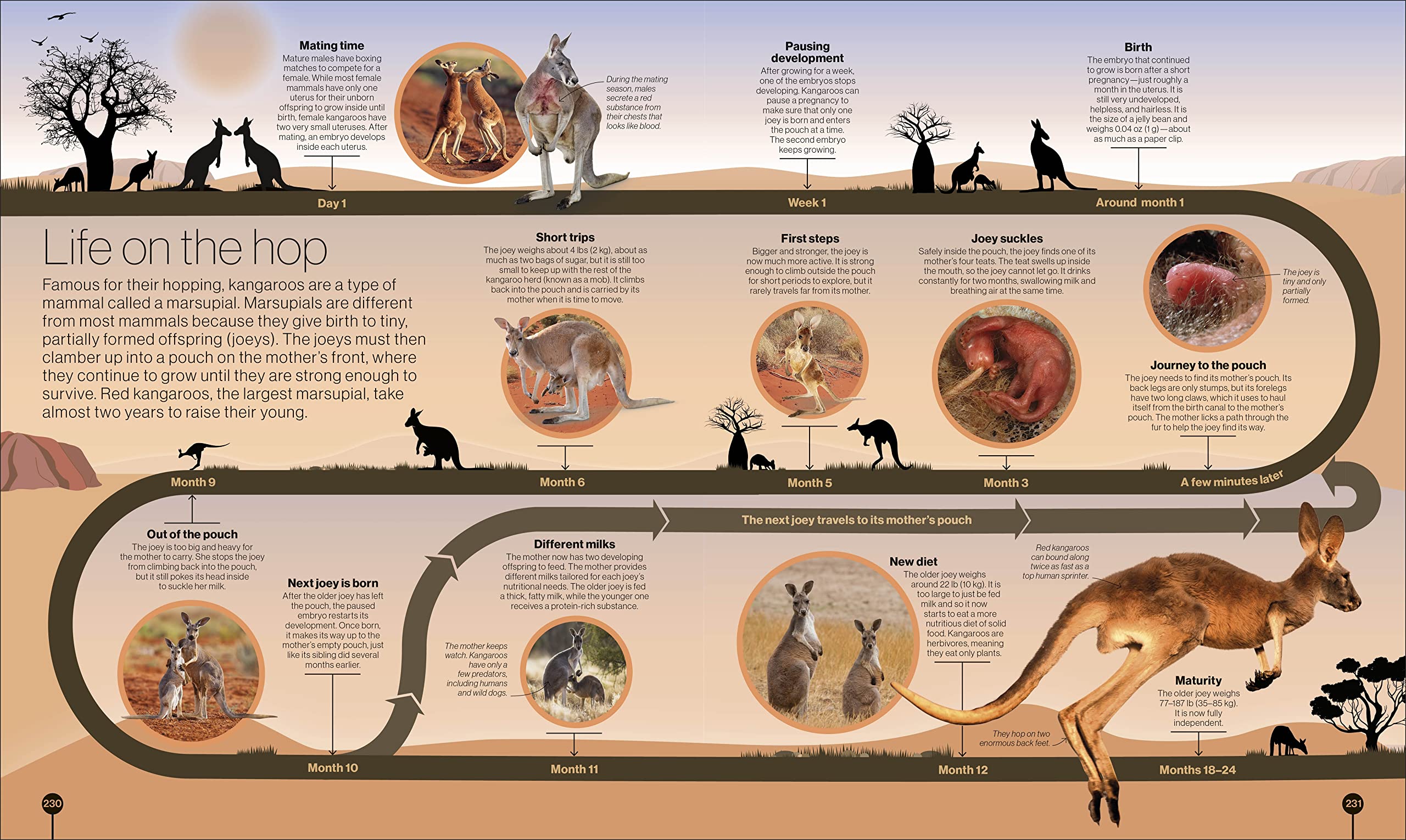 Timelines of Nature: From Mountains and Glaciers to Mayflies and ...
