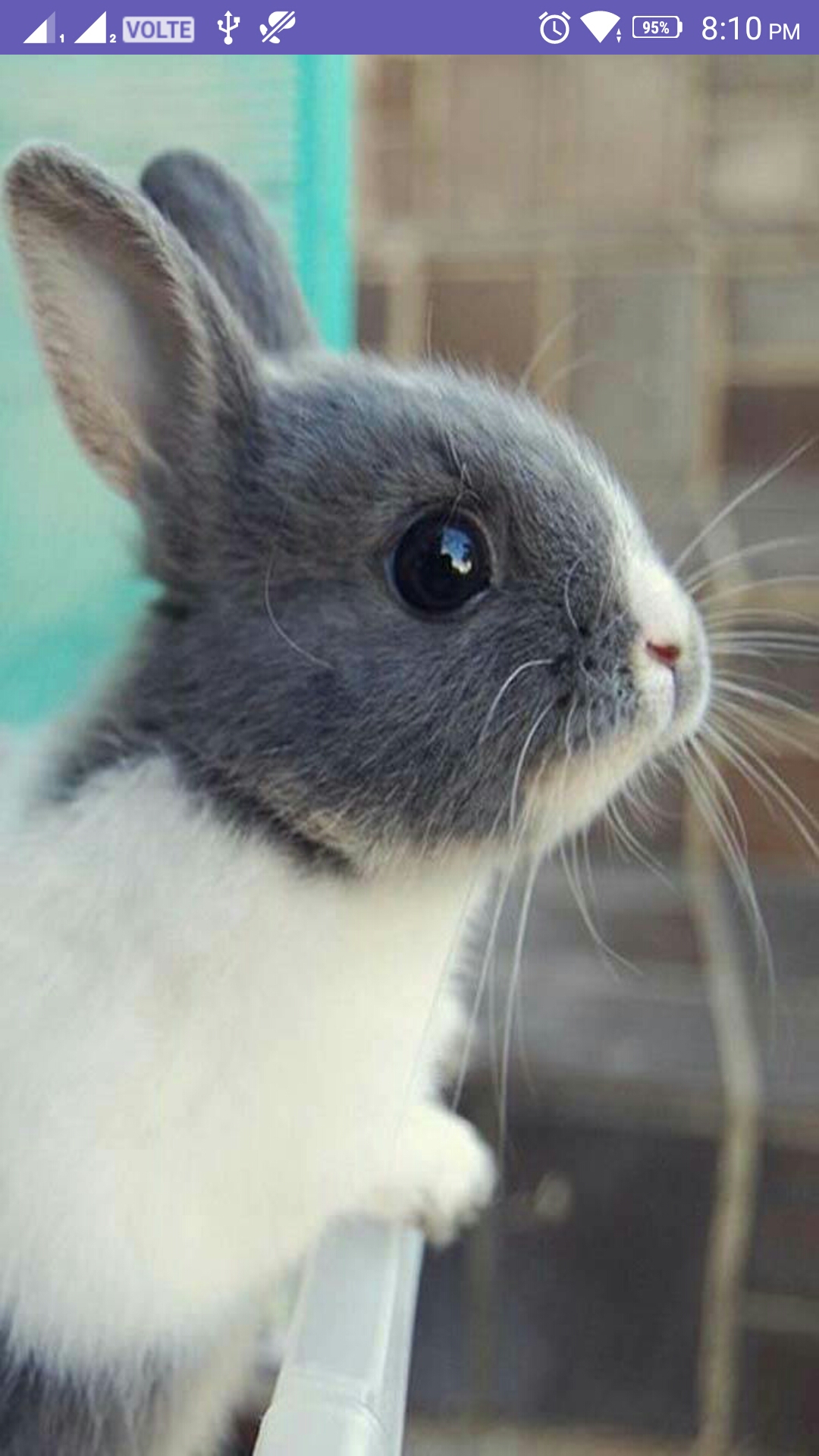 Rabbit 4K Wallpaper - App on Amazon Appstore