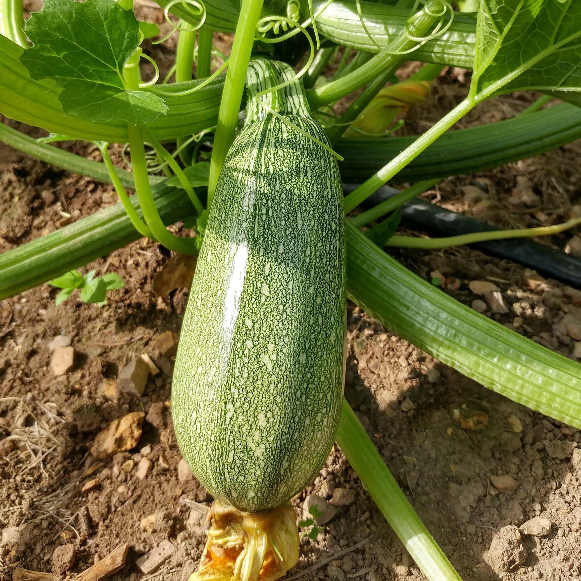 Amazon.com : CHUXAY GARDEN Edible Zucchini Seed 15 Seeds Climbing ...