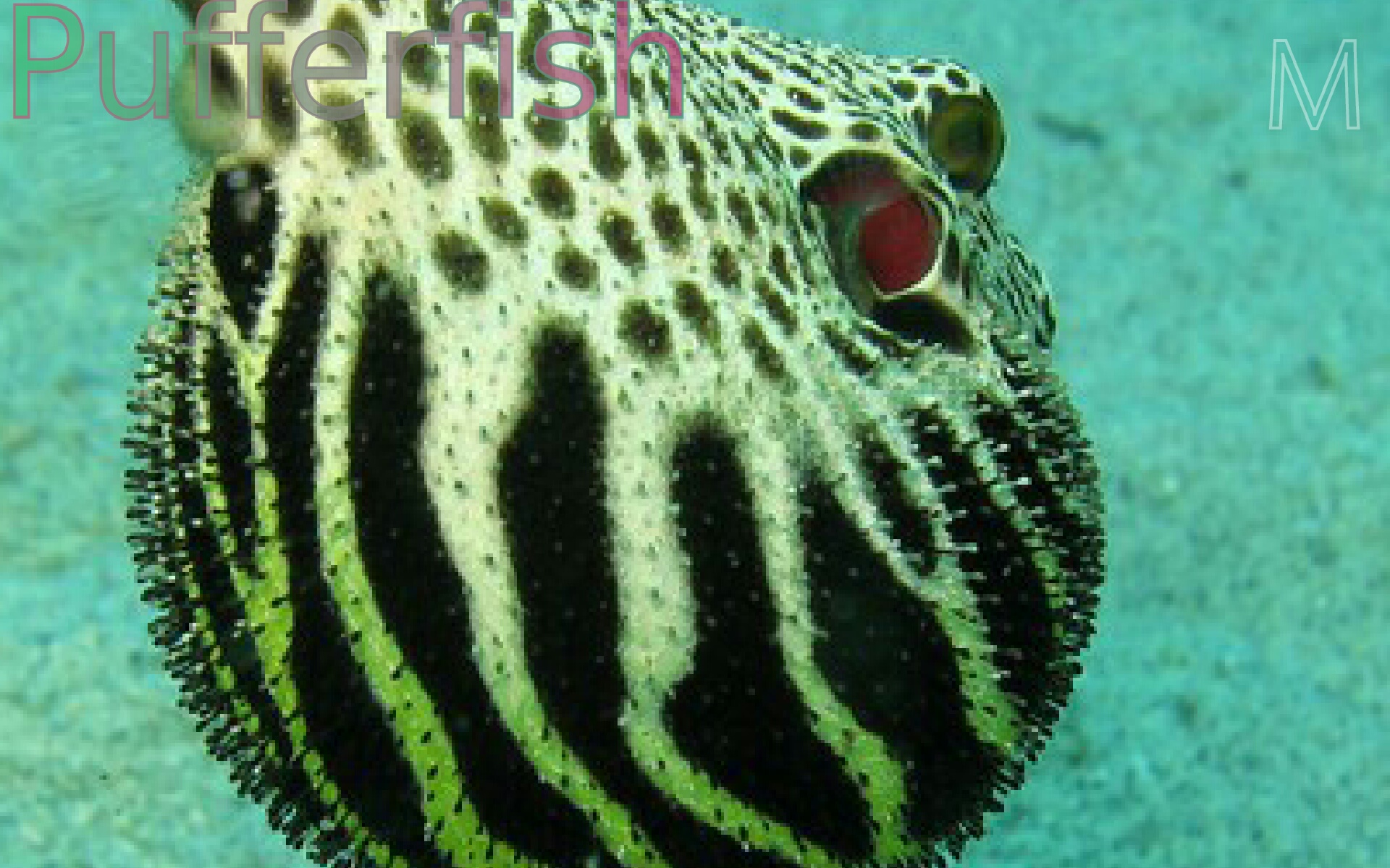 Super Fish 1 - App on the Amazon Appstore