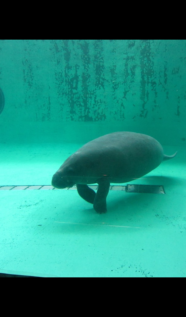 Manatee Wallpaper -- HD Wallpapers of Manatees! - App on the Amazon ...