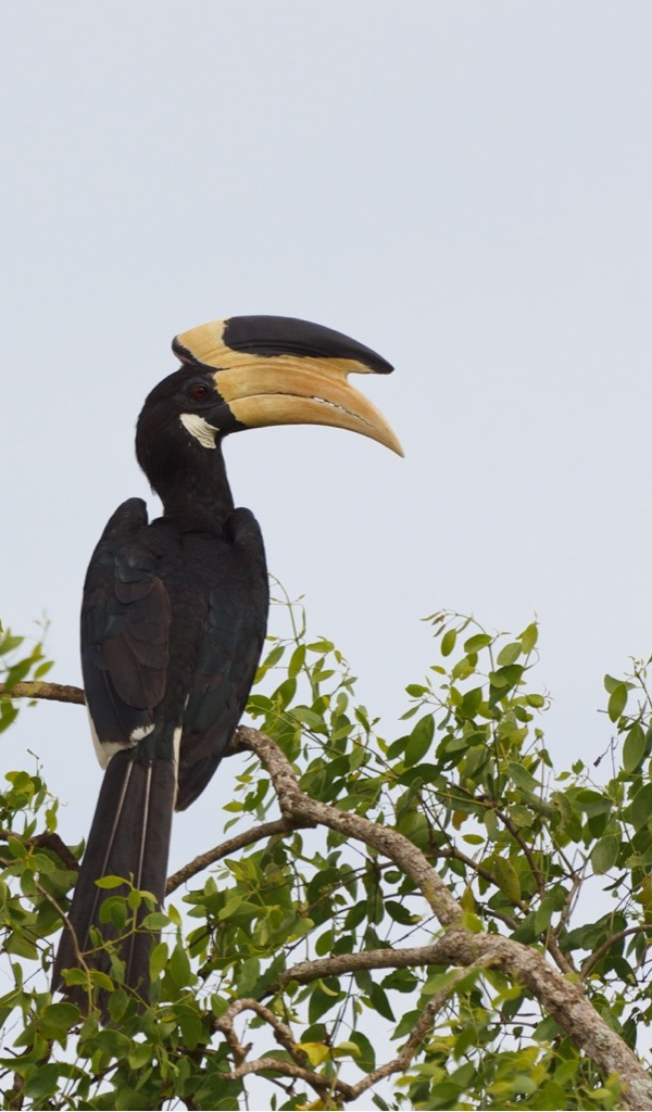 Hornbill Wallpaper -- HD Wallpapers of Hornbills! - App on the Amazon Appstore