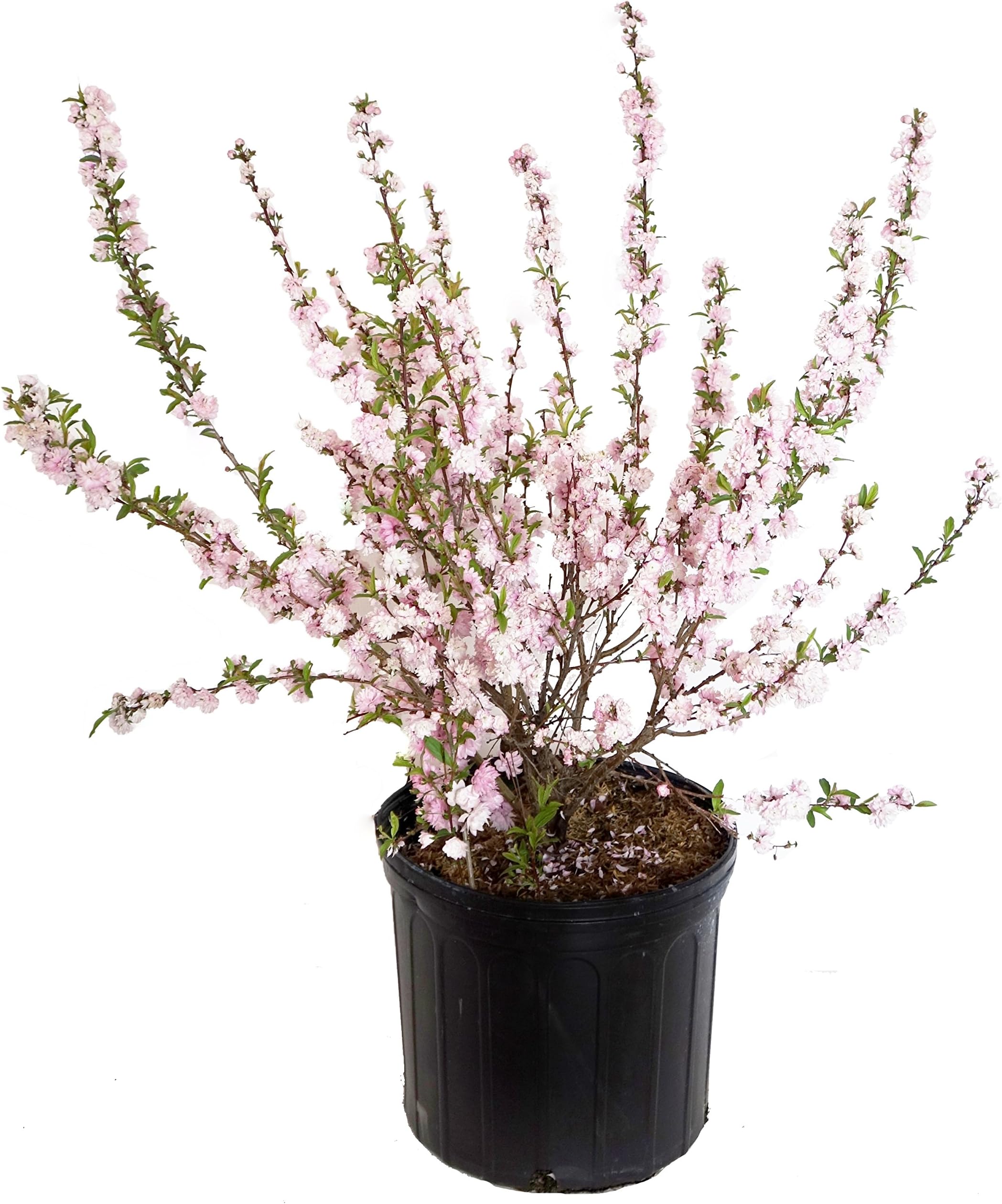 Amazon.com : Pink Flowering Almond Shrub (Flowering Plum Bush) - 6-12 ...