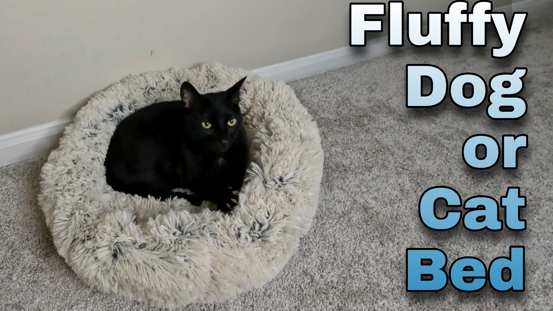 Watch The Honest Scoop& Testing the FuzzBall Dog and Cat Bed on Amazon Live