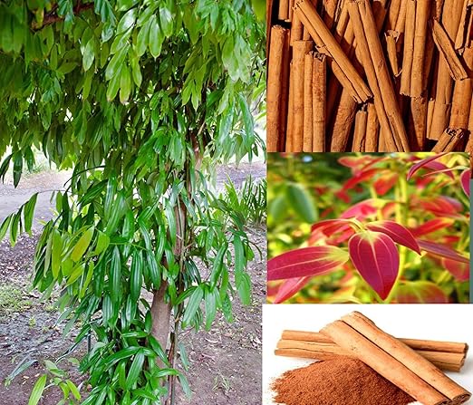 Eroanvia Cinnamon Plant Live Spice Karuvapatta Grafted Tree(Height 1.5 ...