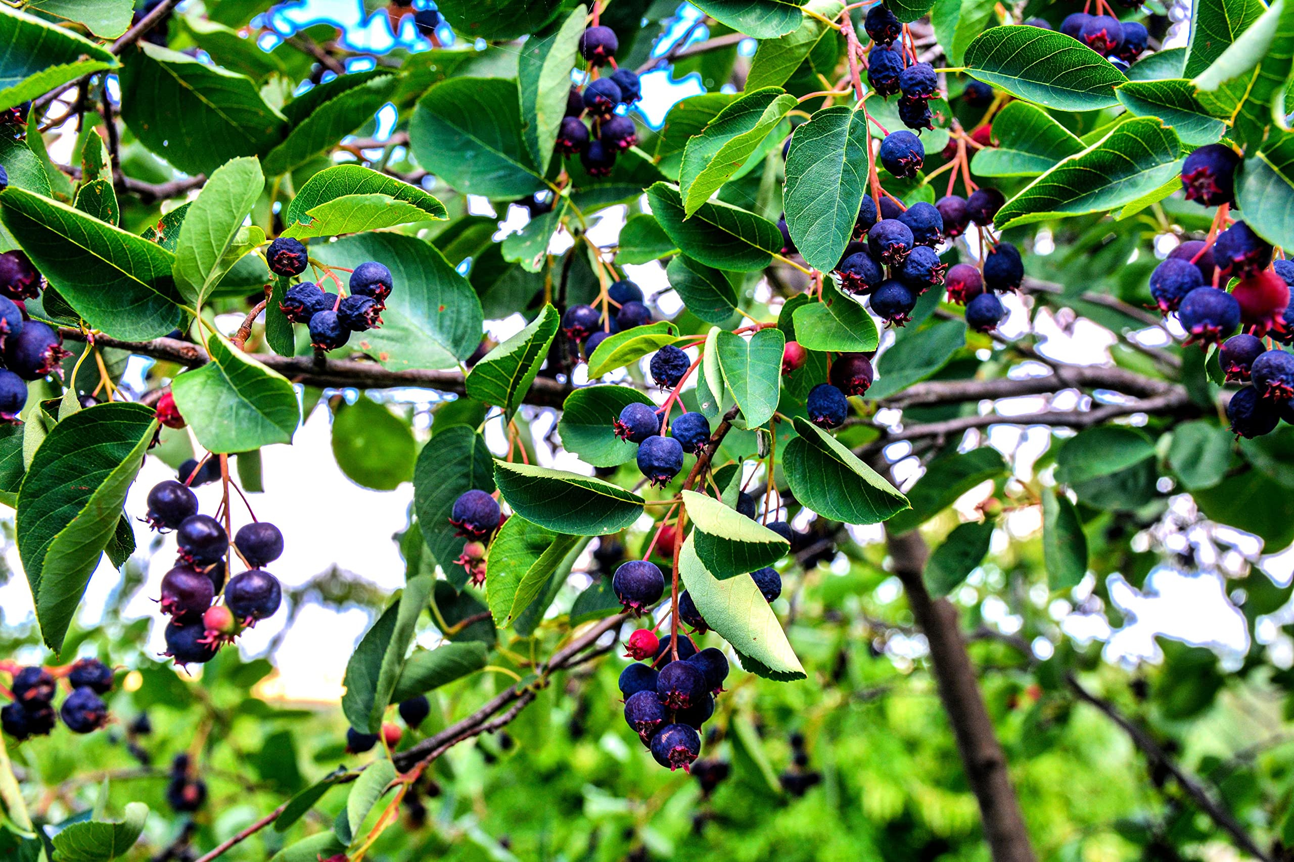 Amazon.com : Juneberry Seeds for Planting - 30 Seeds - Amelanchier ...