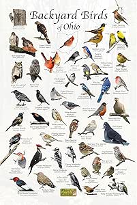 Amazon.com: Where's Wildlife Backyard Birds of Ohio Bird Identification ...
