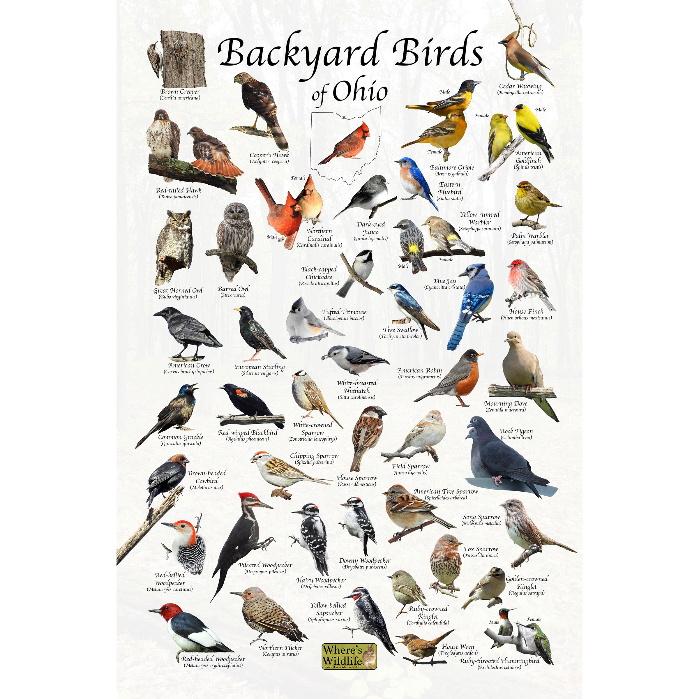 Northeast Ohio Birds Identification Ohio Bird Watching: A Year Round
