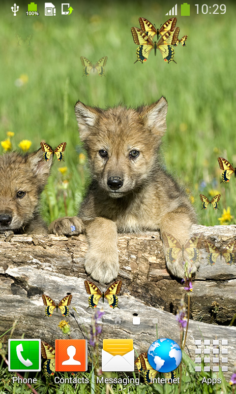 Wolf Cub Wallpaper Wolf Cub Wallpapers Wallpaper Cave