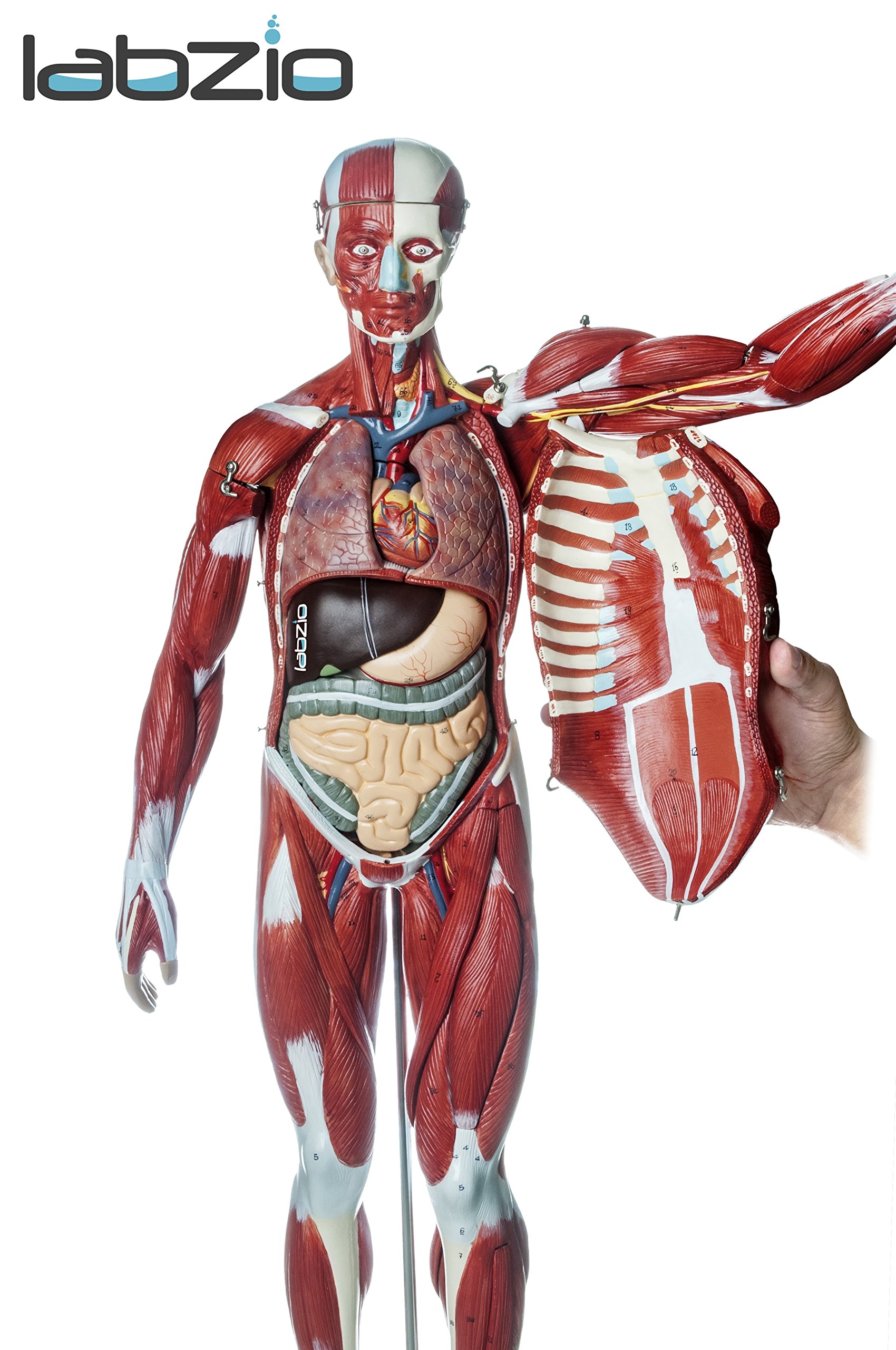 Buy Labzio - Human Muscular Figure Model Male Anatomical Model 27 Parts ...