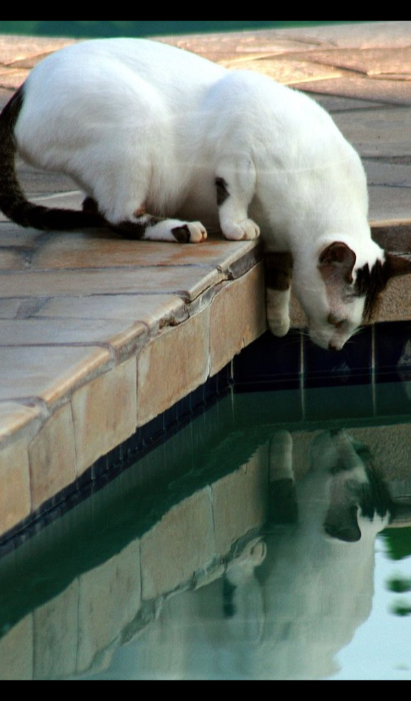 Aplicación Alley Cat Wallpaper -- HD Wallpapers of Alley Cats! en ...