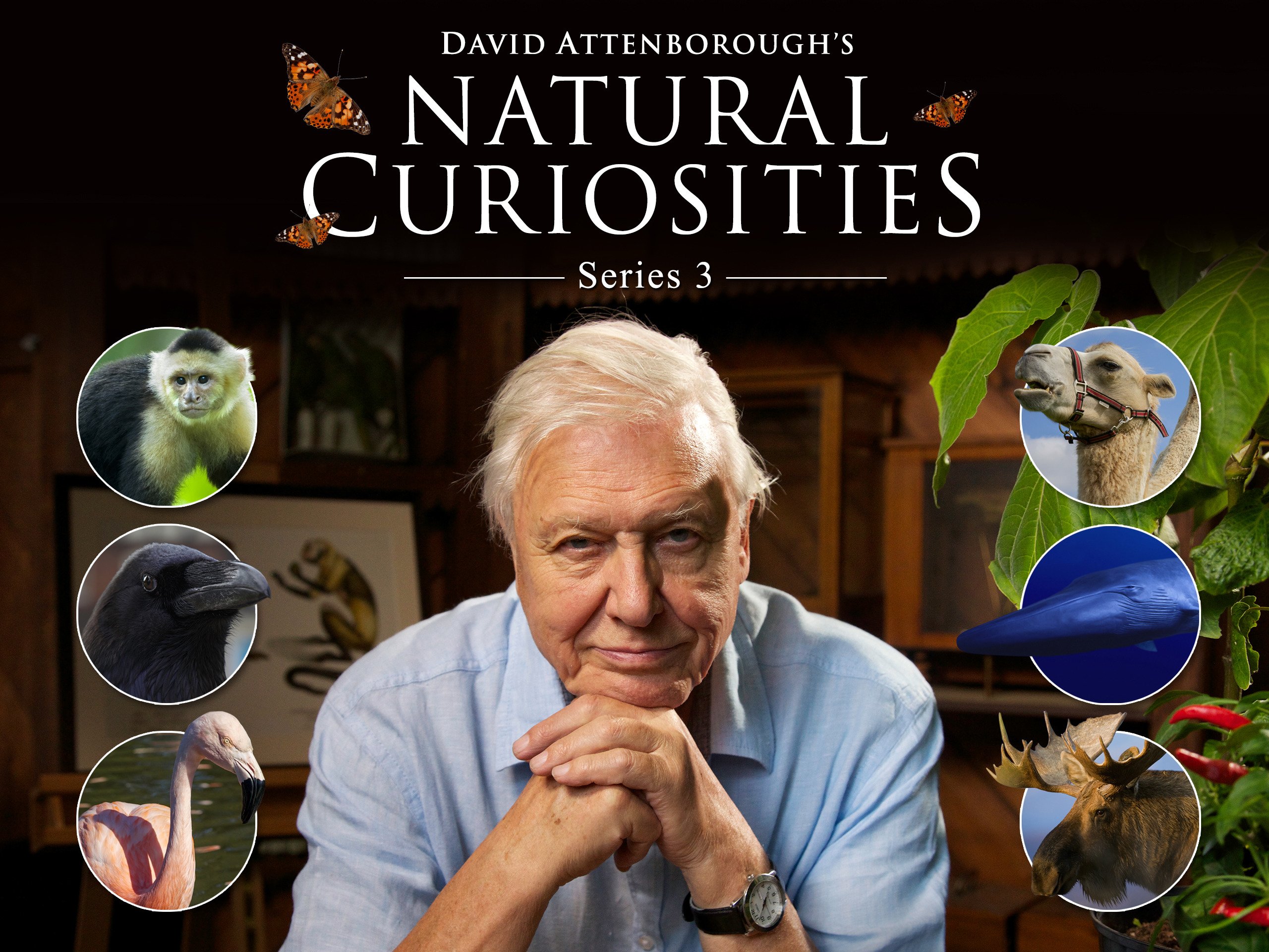 Watch David Attenborough's Natural Curiosities: Series 3 | Prime Video