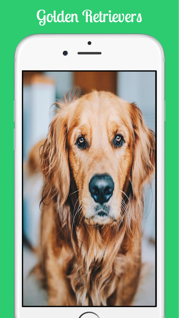 Golden Retrievers: app su Amazon Appstore