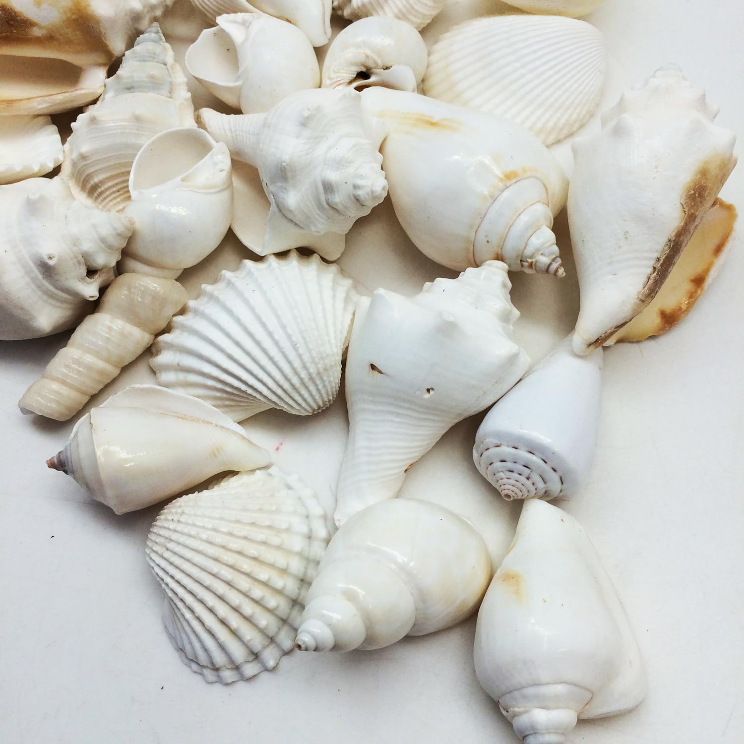 Large White Sea Shell Mix, 16oz - Environ 1-3 Pouces Maroc | Ubuy
