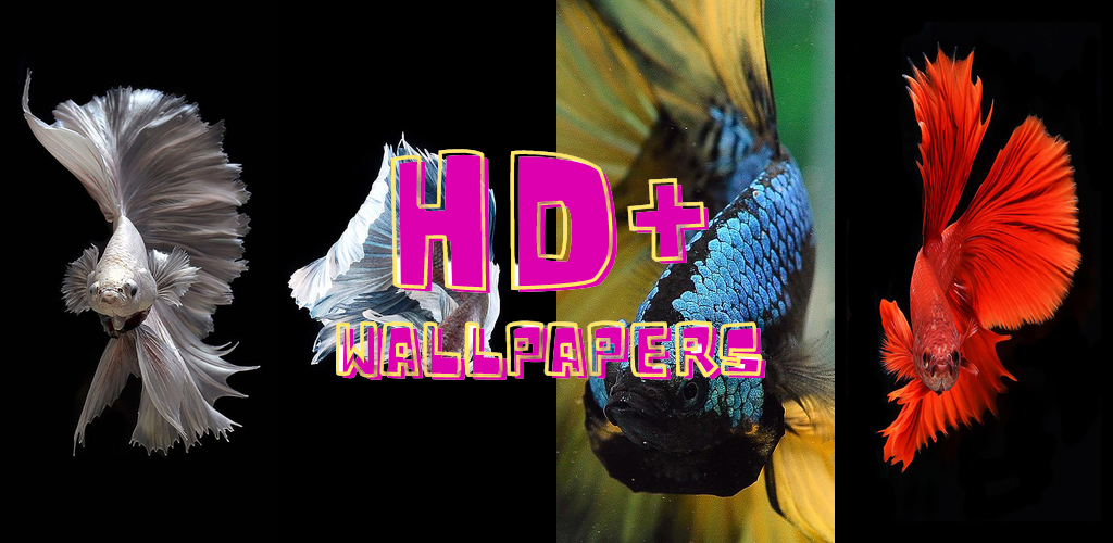 4K Betta Fish Wallpaper - App on Amazon Appstore