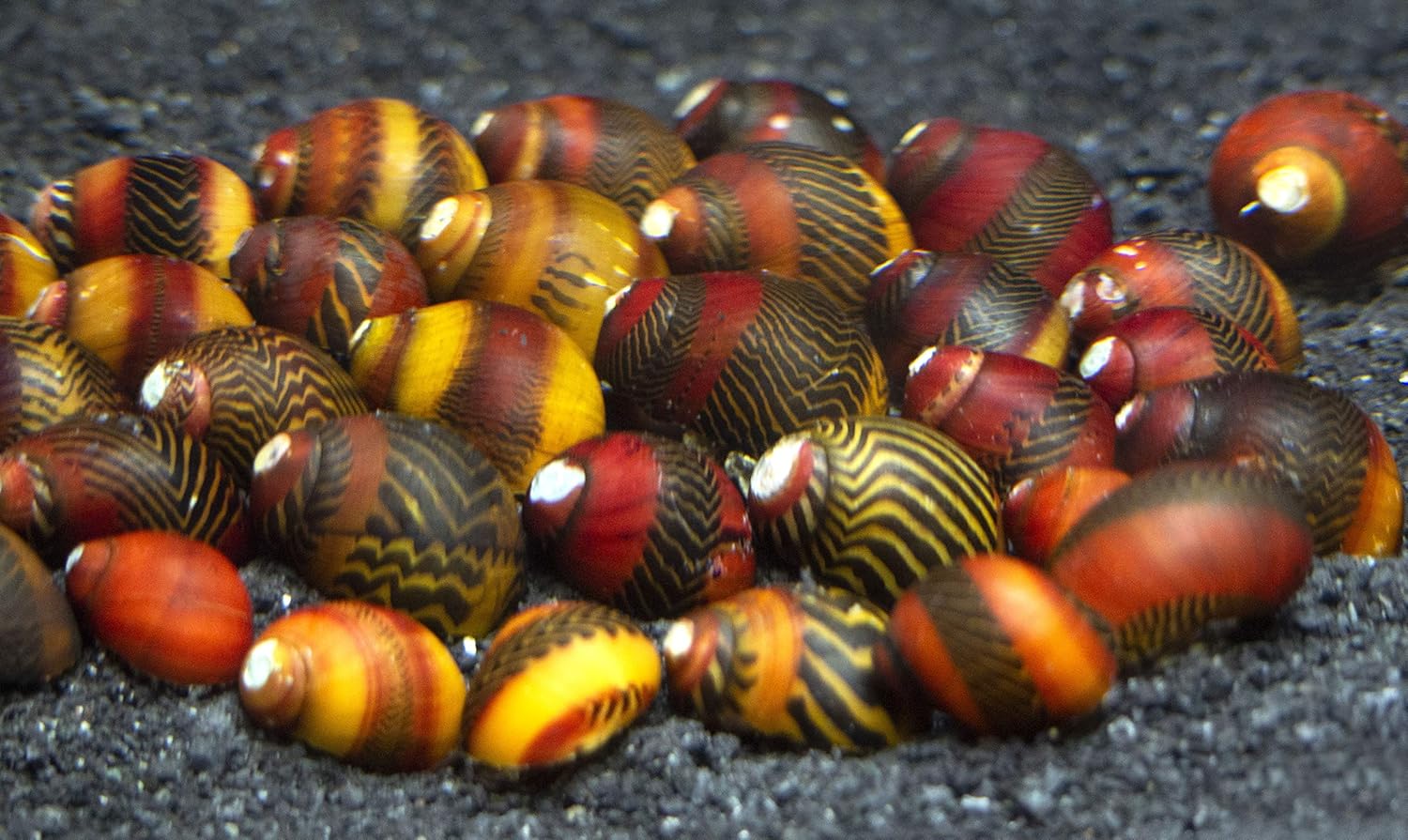 Amazon.com: Aquatic Arts 1 Red Racer Nerite Snail | Nano Aquarium ...