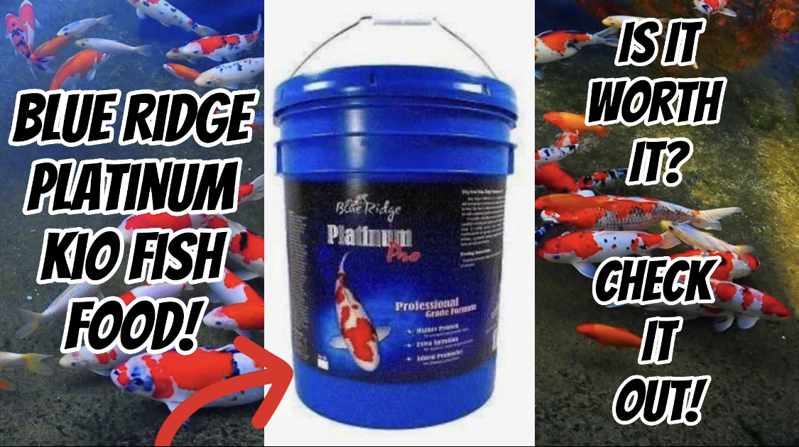 Watch Honest Review of Blue Ridge Platinum Koi Fish Food! on Amazon Live