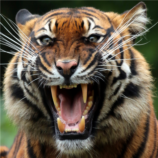 Tiger Browser - App on Amazon Appstore