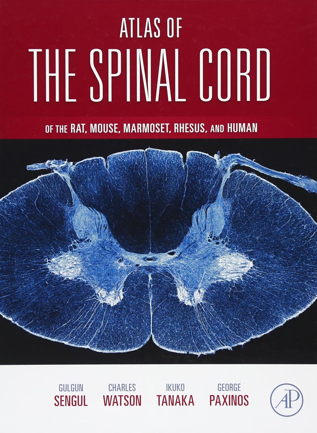 Atlas of the Spinal Cord: Mouse, Rat, Rhesus, Marmoset, and Human ...