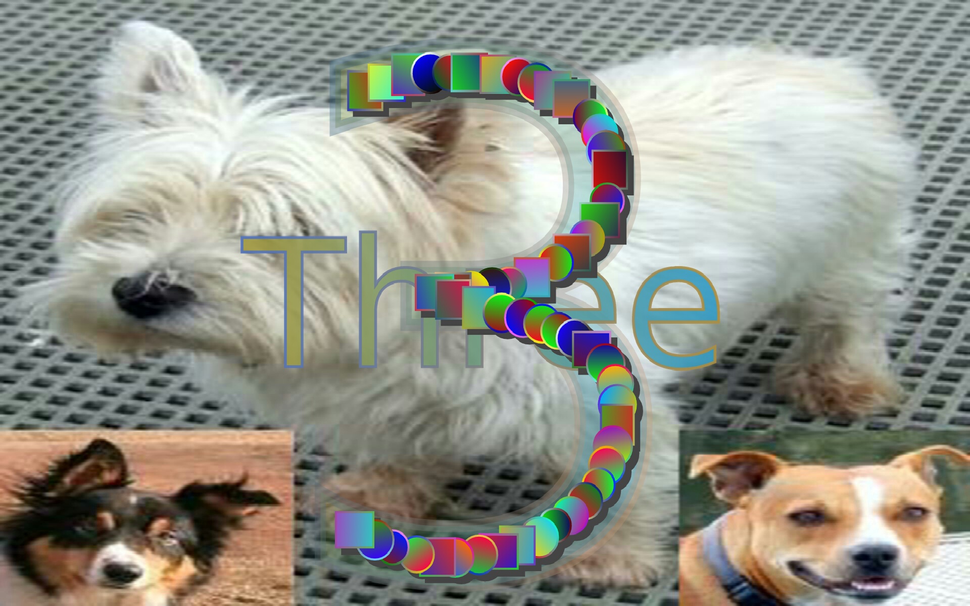 Count Dogs - App on Amazon Appstore