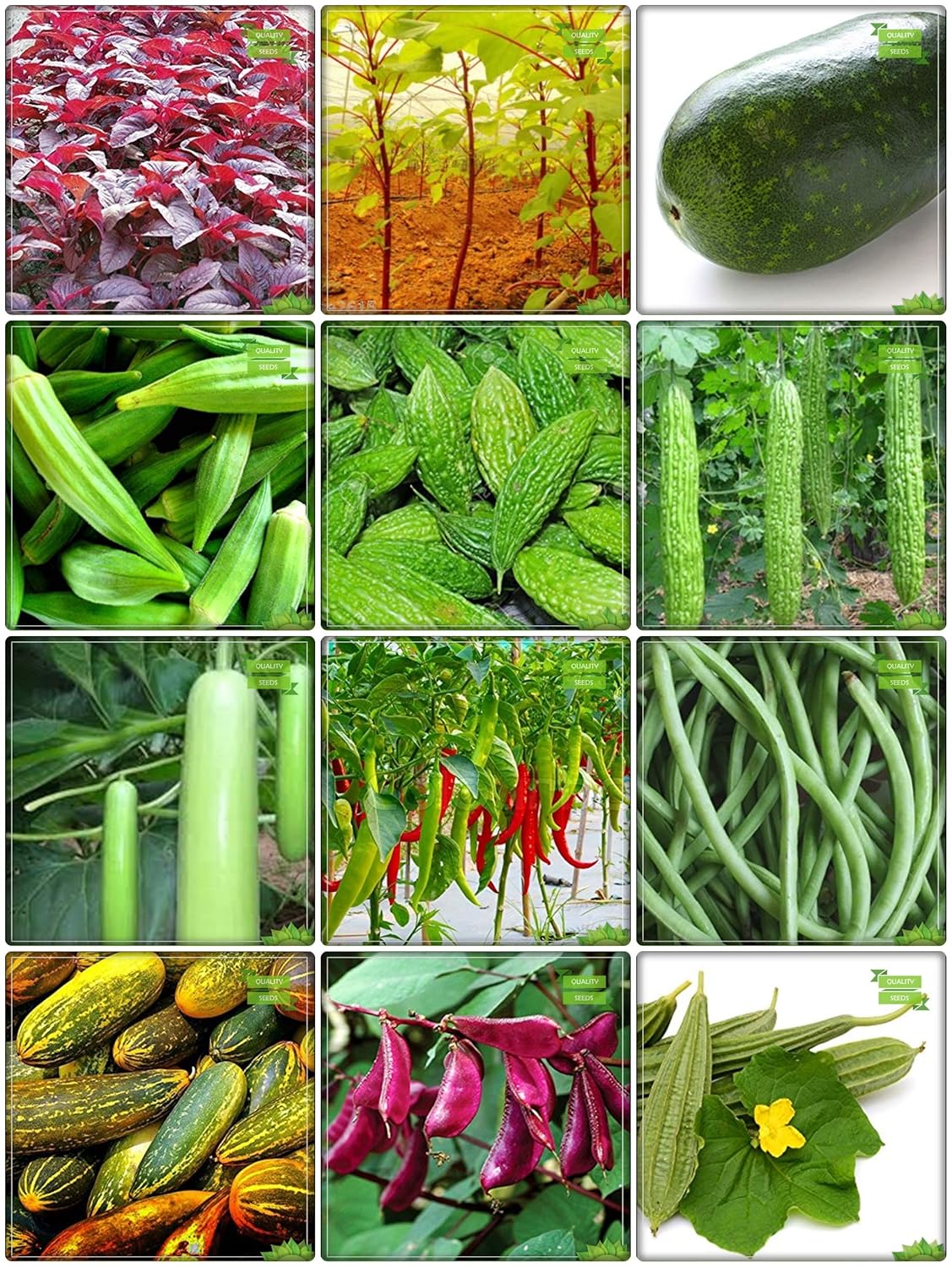 Creative Farmer Seeds India Combo Vegetable Seeds : Amaranthus(Red ...