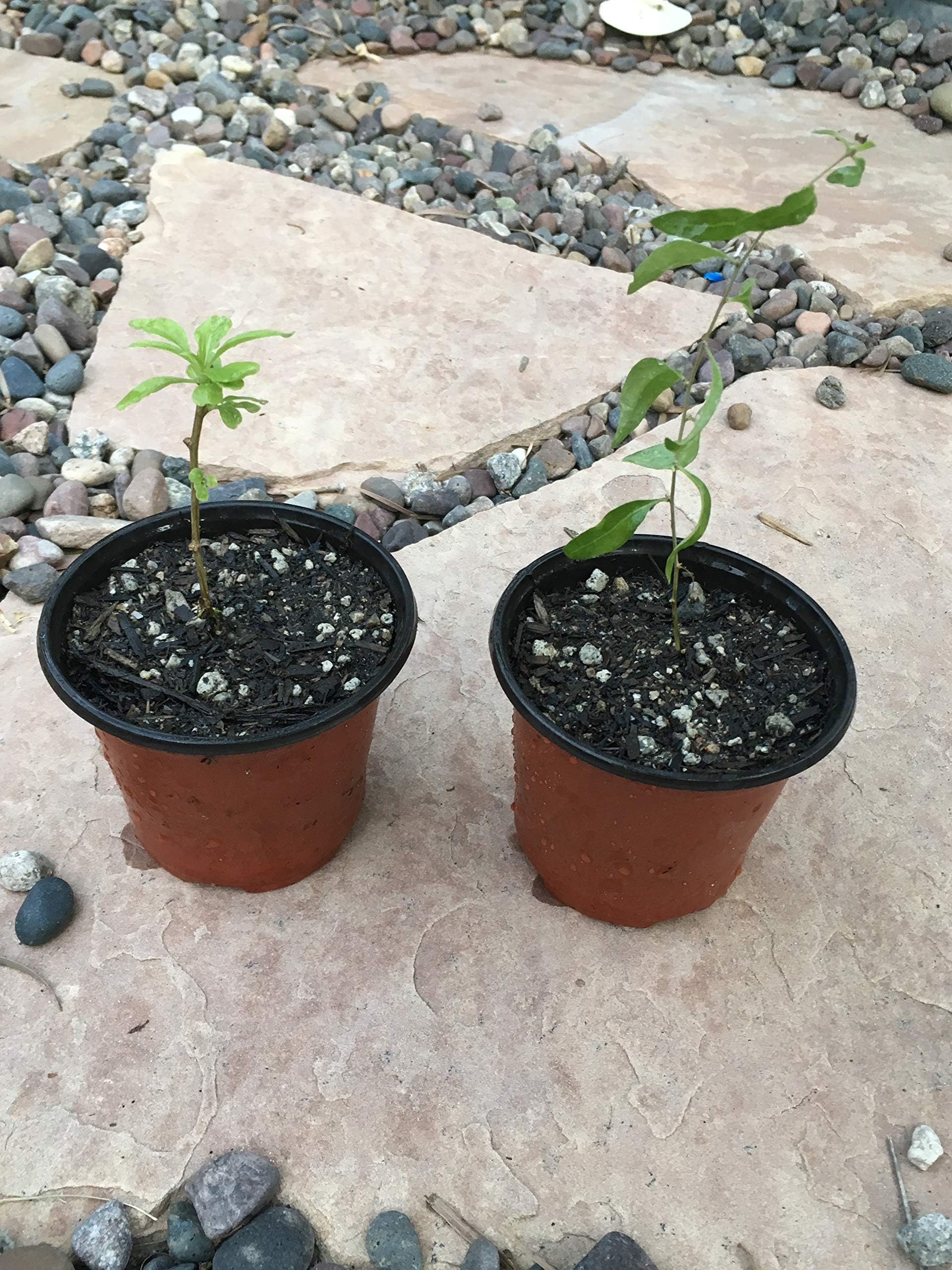 Amazon.com : Wolfberry Berry Goji Berry Seedling Live Plant Tree ...