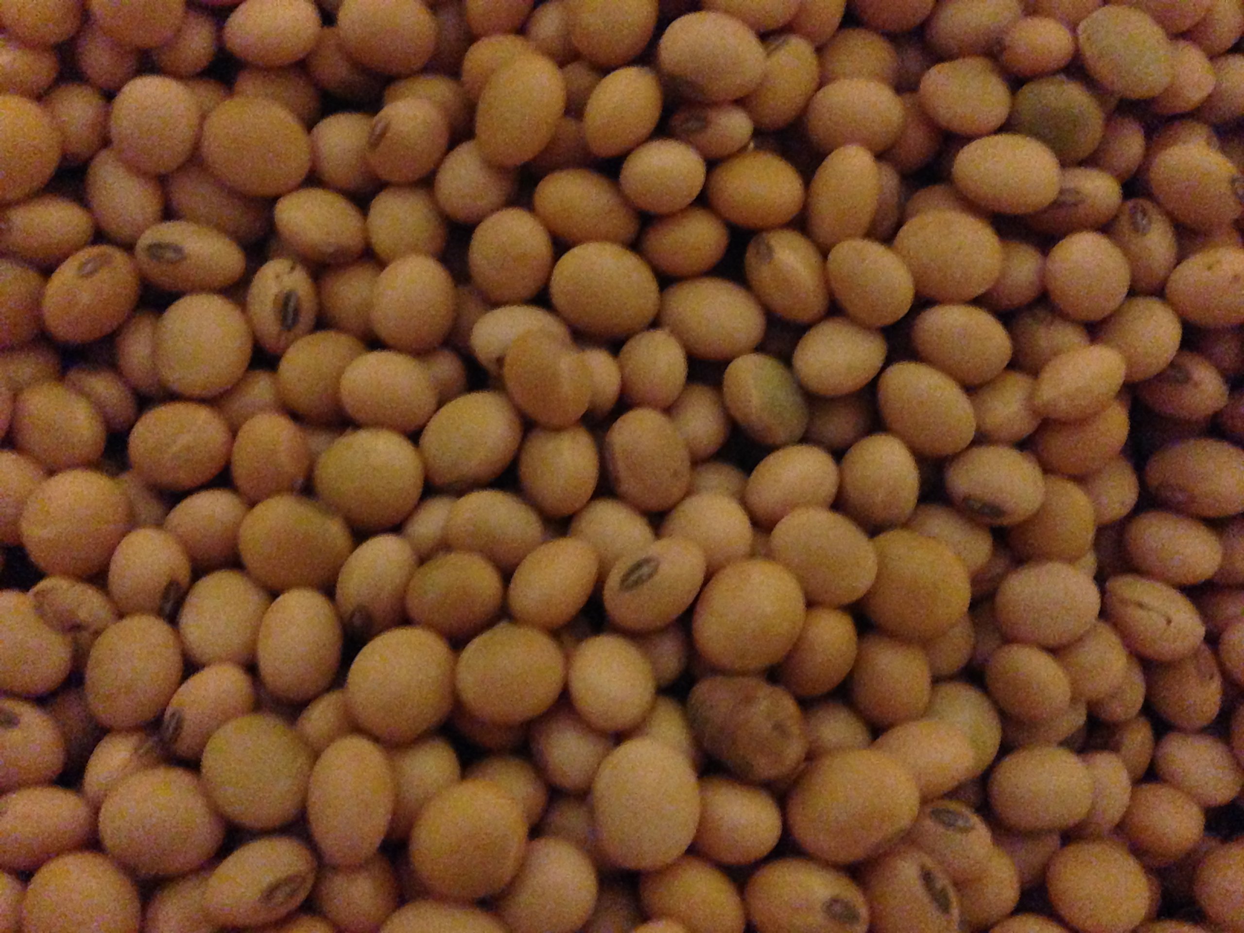 Non Gmo Soybeans