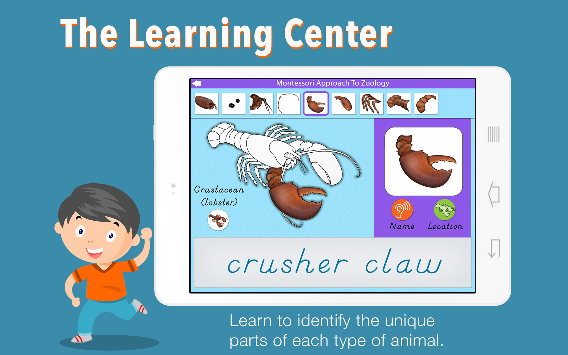 Montessori Zoology - Parts of Animals - Invertebrates - App on Amazon ...