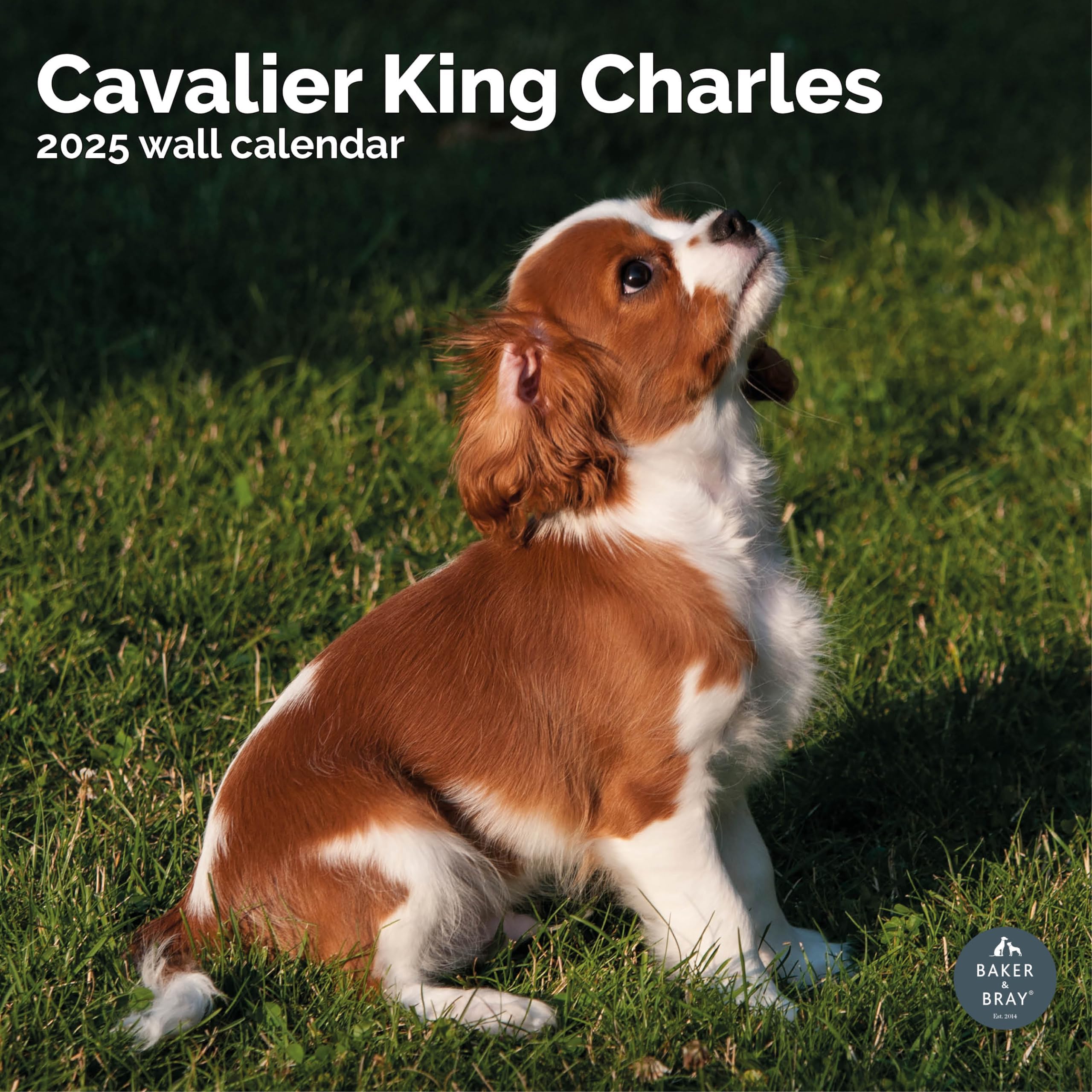 Baker and Bray Cavalier King Charles Spaniel Calendar 2025, Large ...
