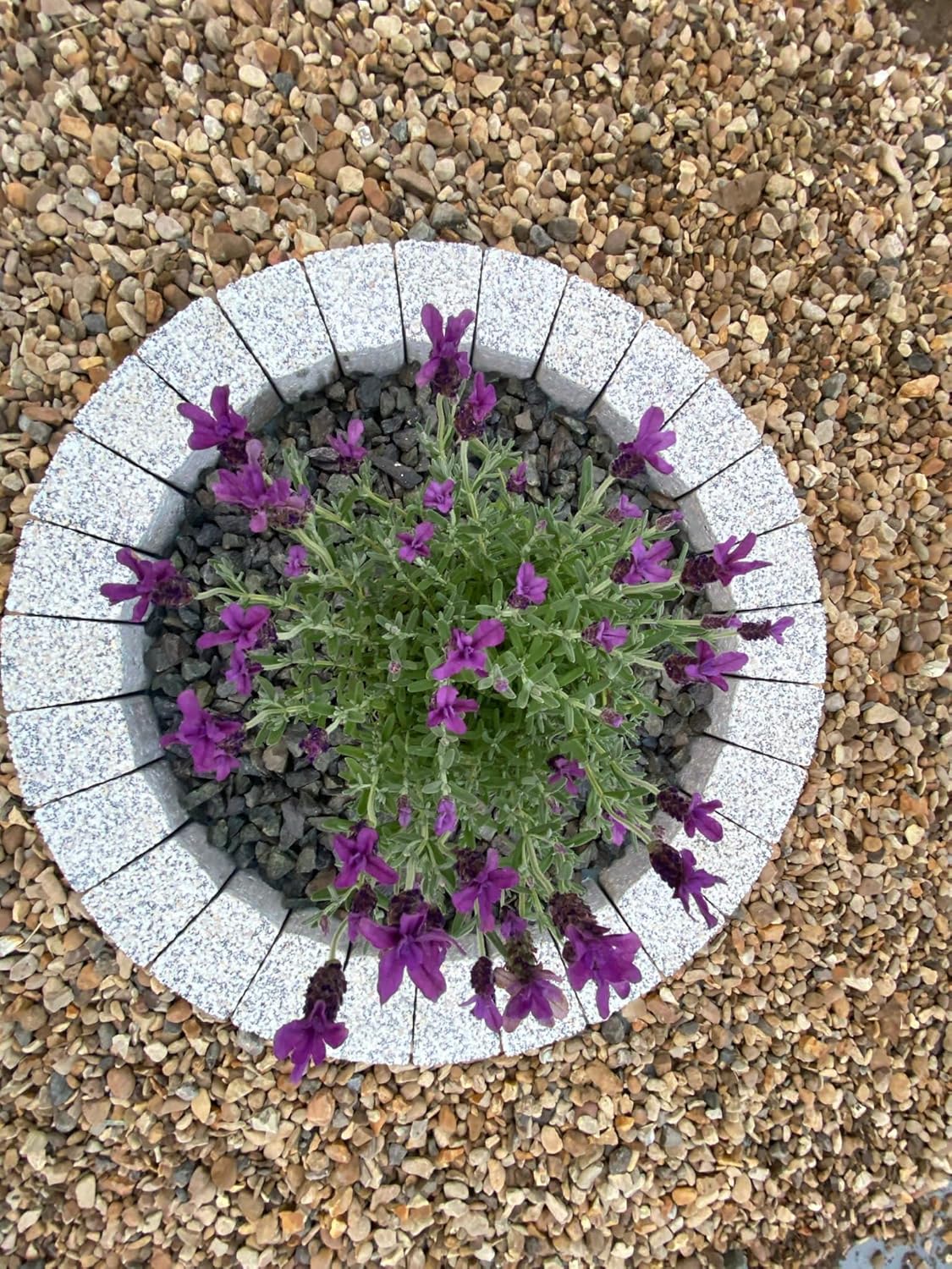 Garden Granite Circle Tree Surround Grass Border Paving Slab Stone ...