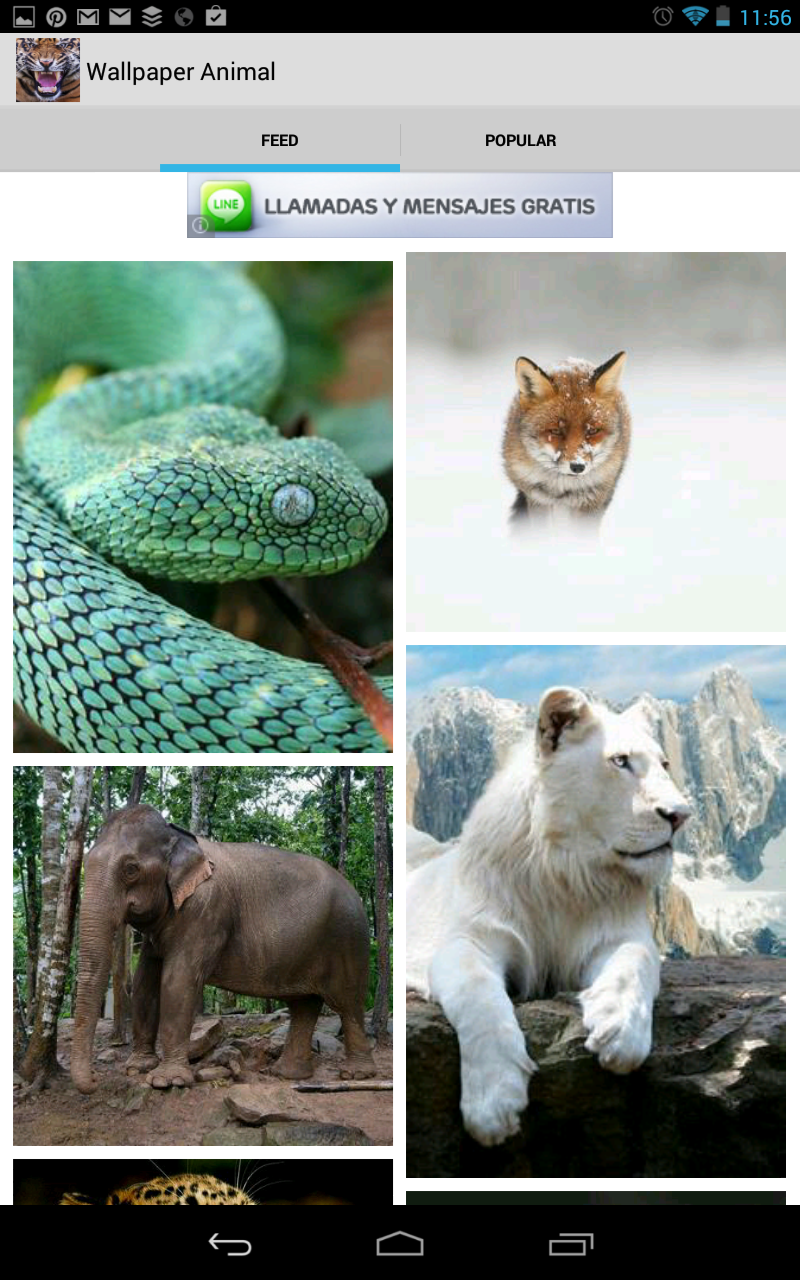 Wallpaper Animal - App on Amazon Appstore