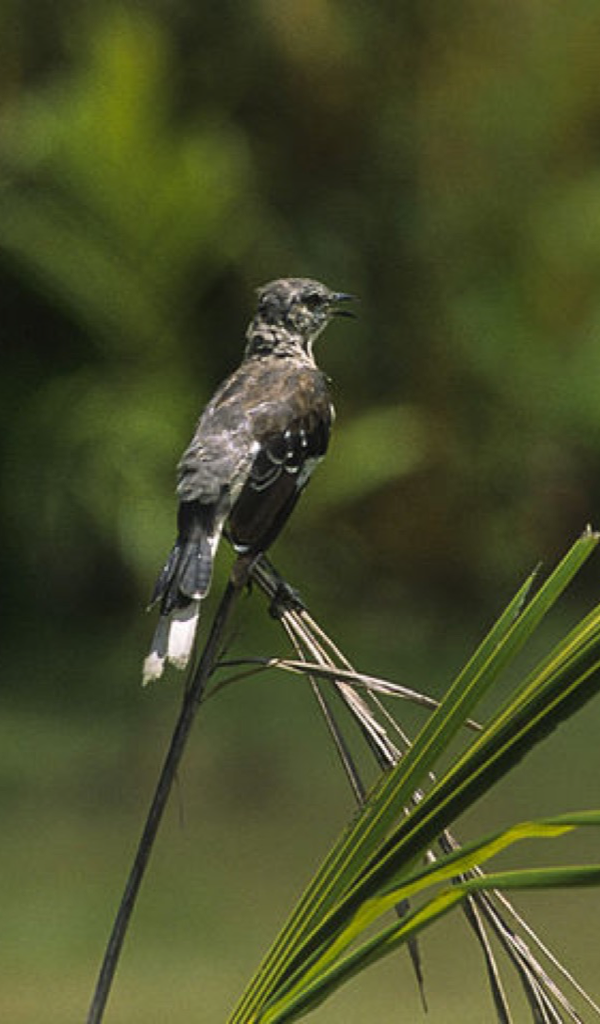 Mockingbird Background Wallpaper