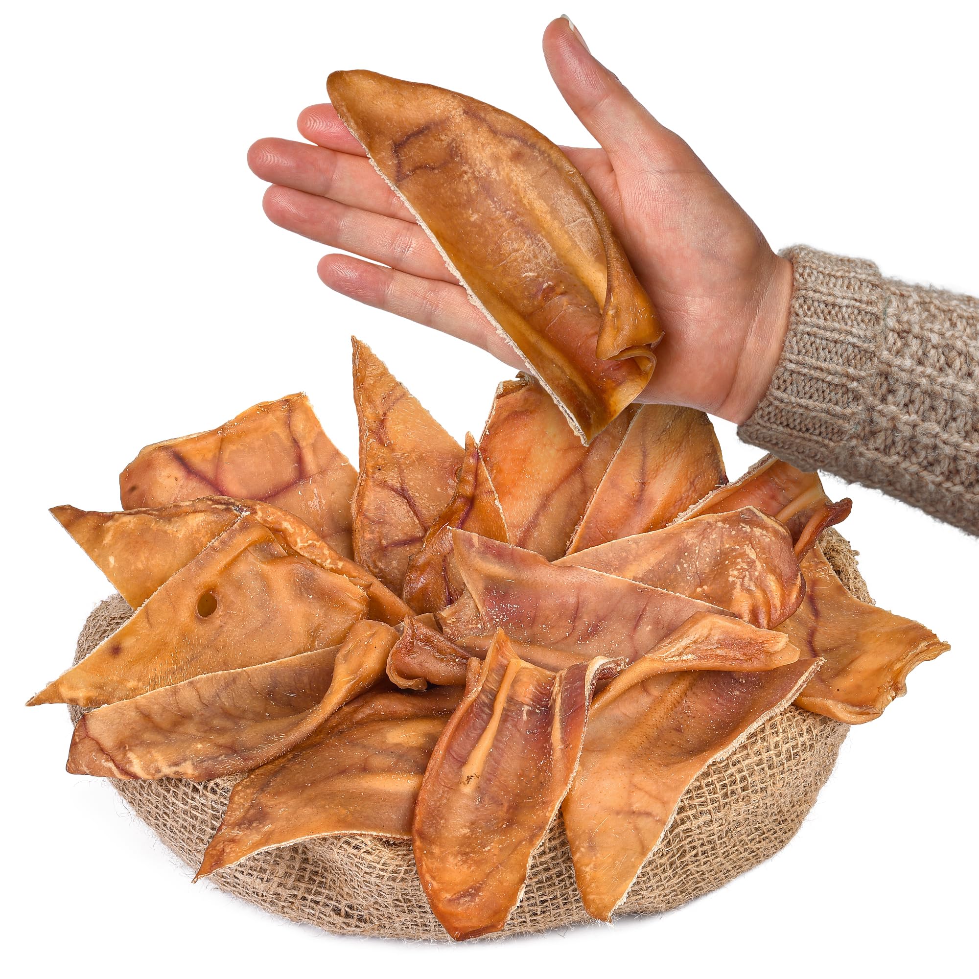 Son Las Orejas De Cerdo Mejores Para Un Braco Eslovaco De Pelo Duro Que ...