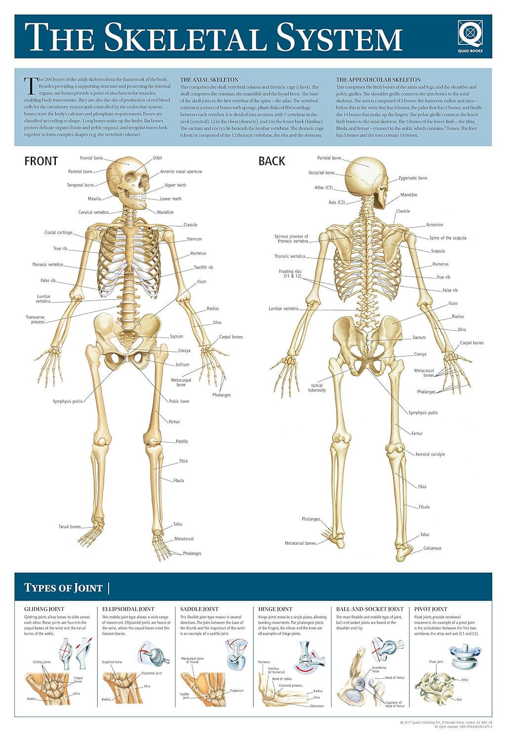 Human Anatomy Wallchart: The Skeletal System | Amazon.com.br