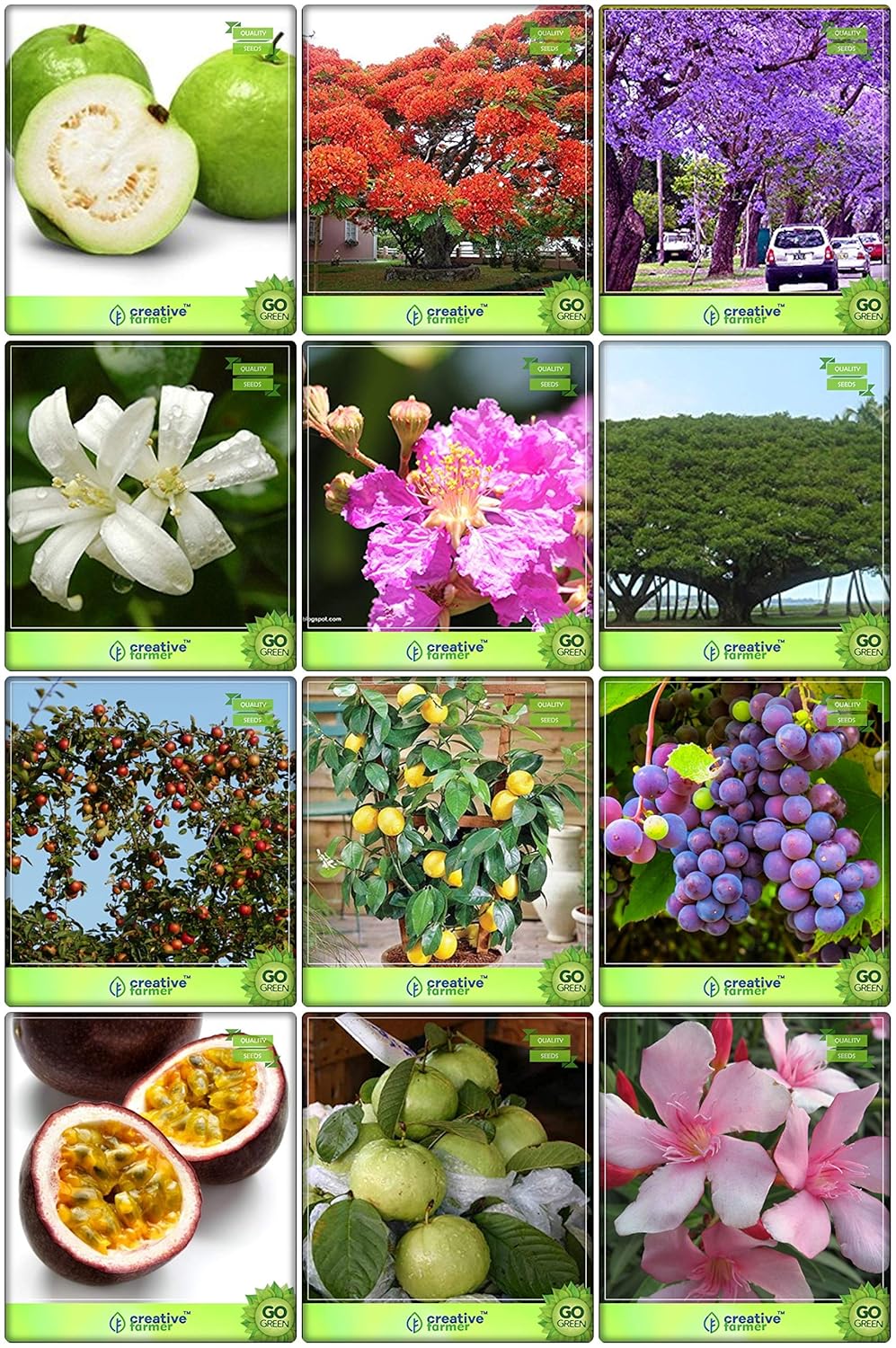 Creative Farmer High Germination Combo Tree Seeds : Blue Jacaranda ...